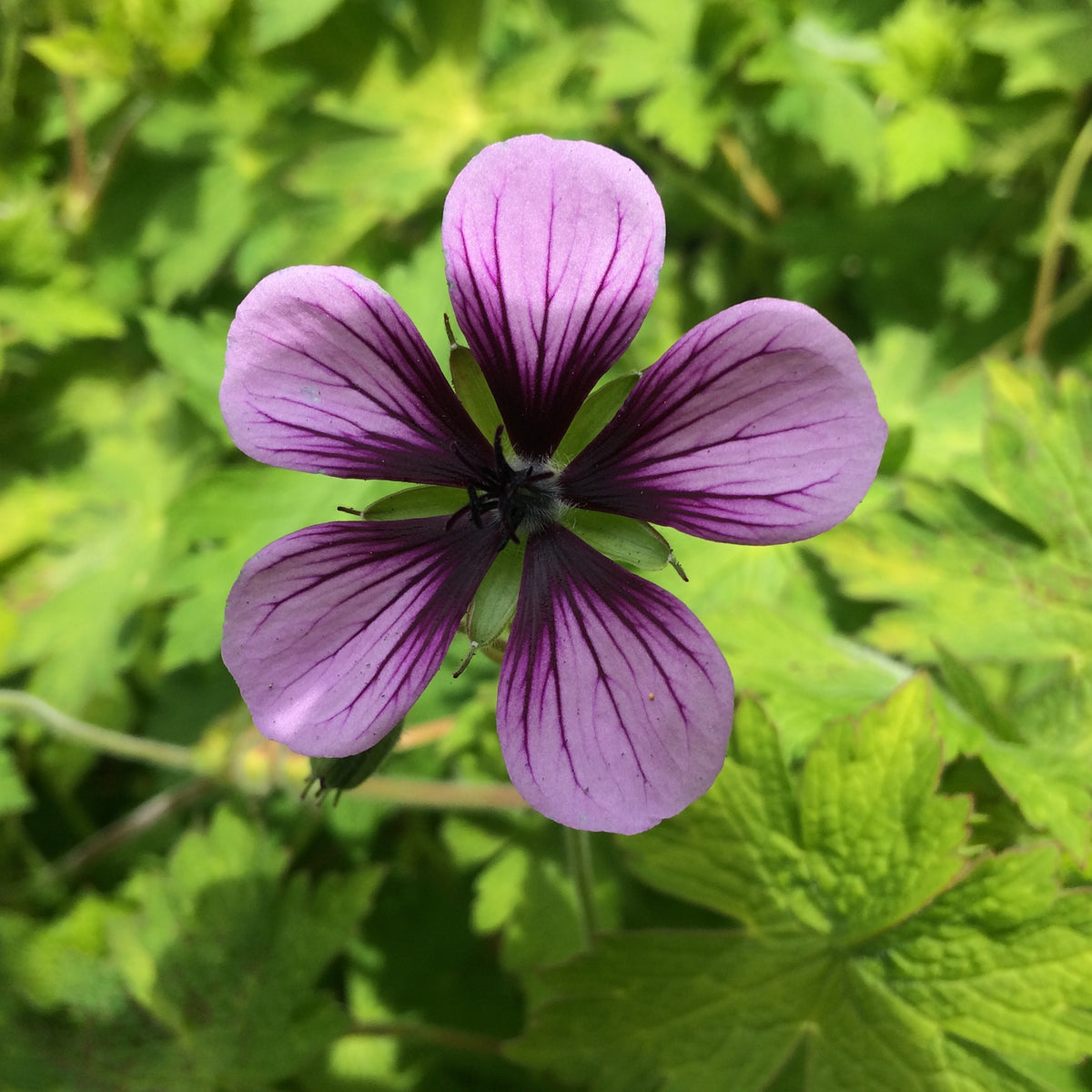 Geranium 'Salome' – Ballyrobert Gardens