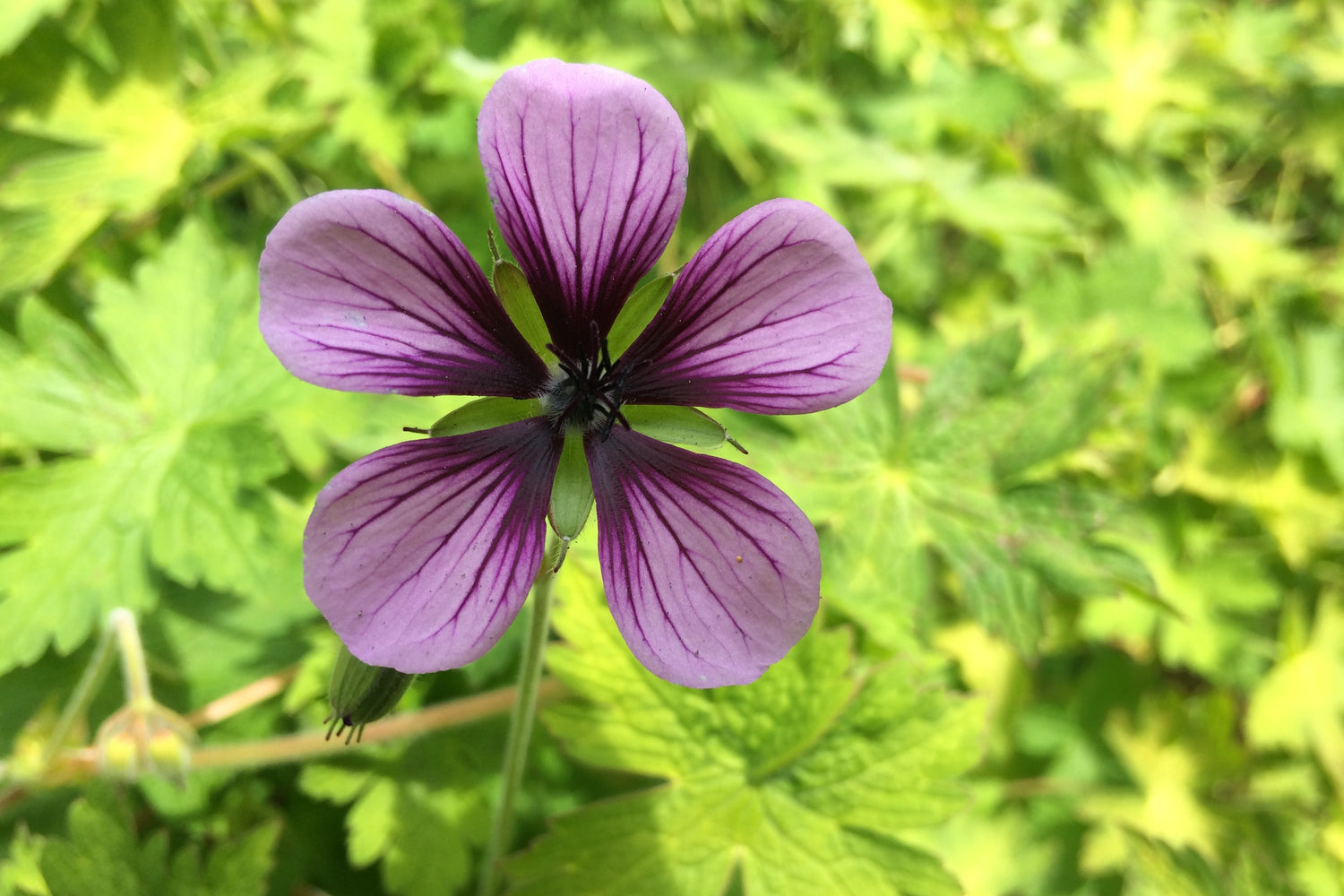 Geranium 'Salome' – Ballyrobert Gardens