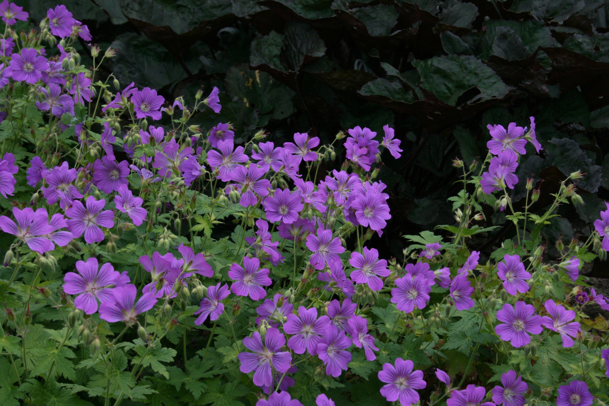 Geranium 'Sirak' – Ballyrobert Gardens