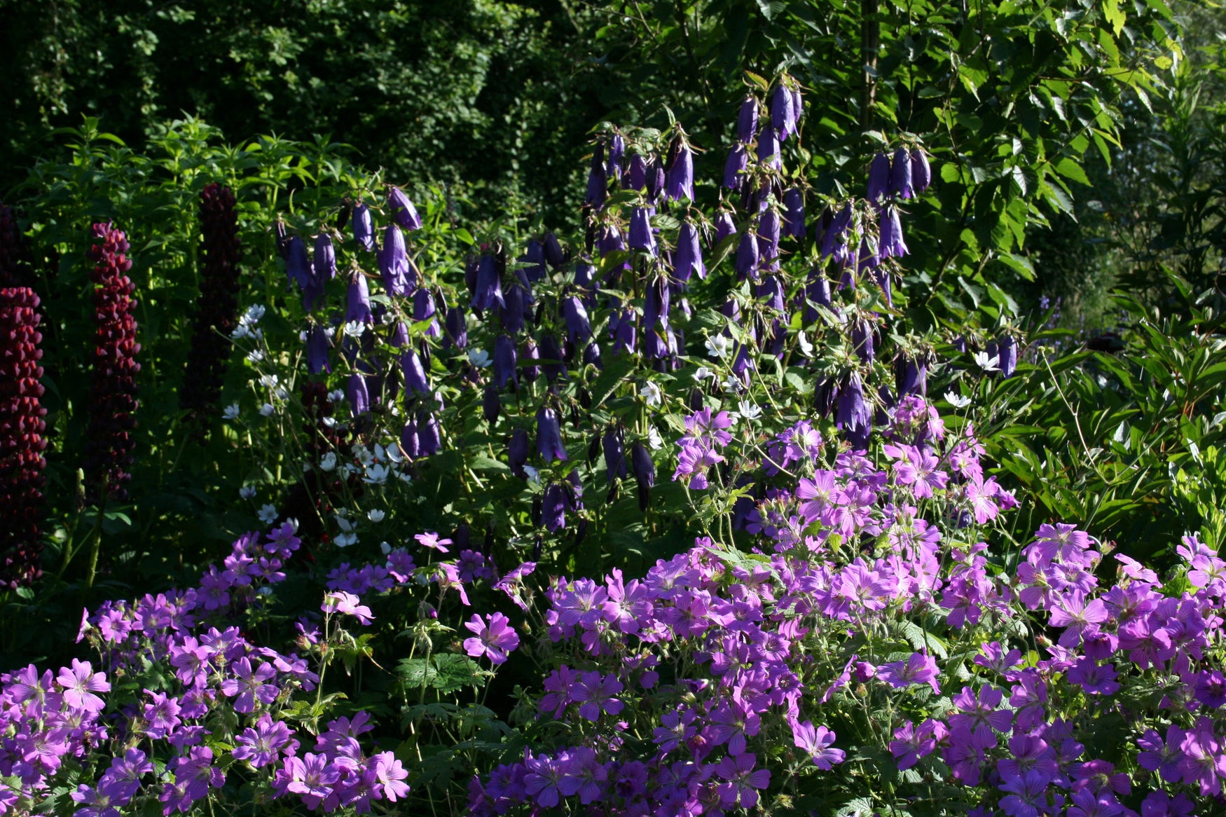 Geranium 'Sirak' – Ballyrobert Gardens