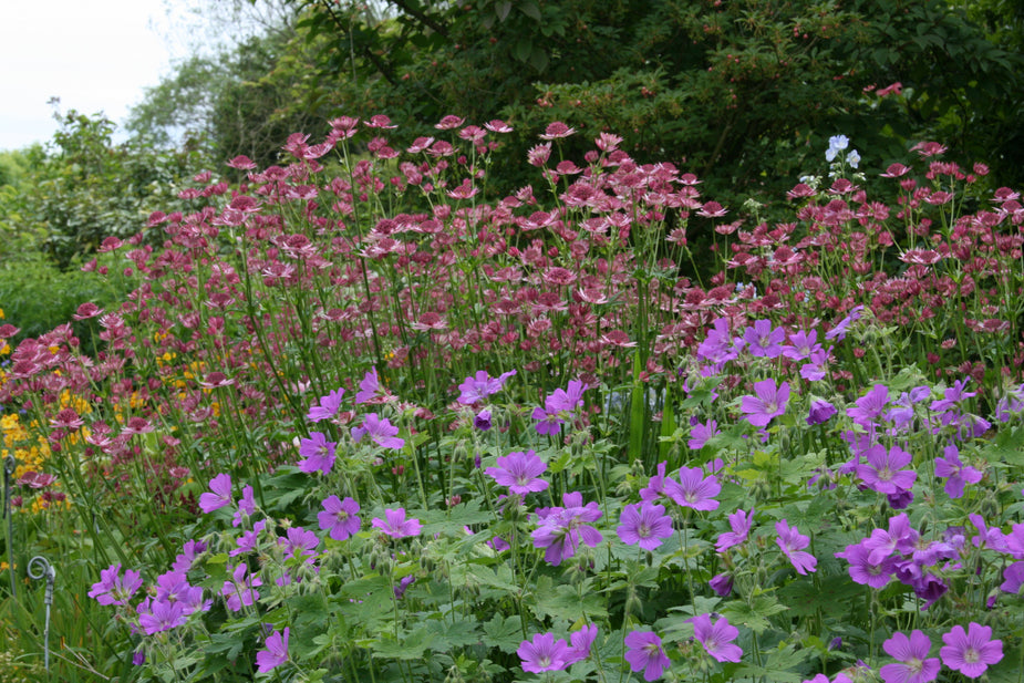 Geranium 'Sirak' – Ballyrobert Gardens