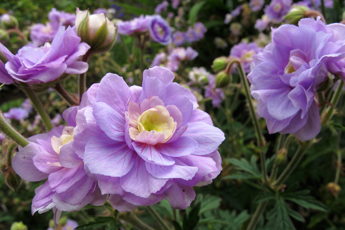 Geranium SUMMER SKIES 'Gernic' – Ballyrobert Gardens