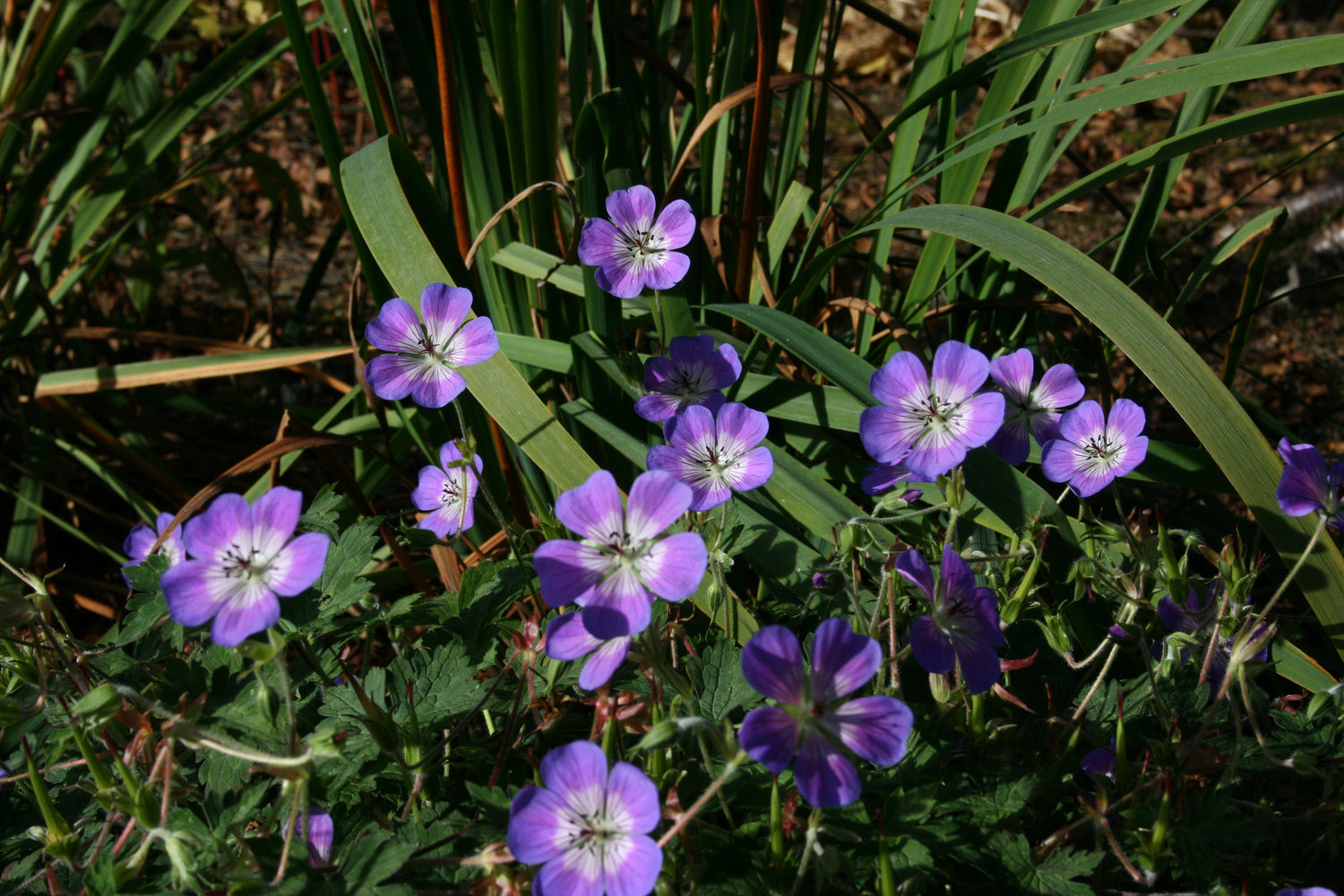 Geranium 'Sweet Heidy' – Ballyrobert Gardens