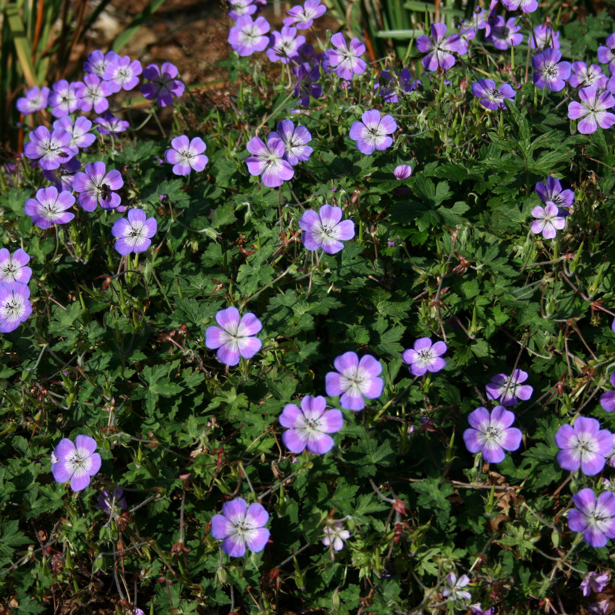 Geranium 'Sweet Heidy' – Ballyrobert Gardens