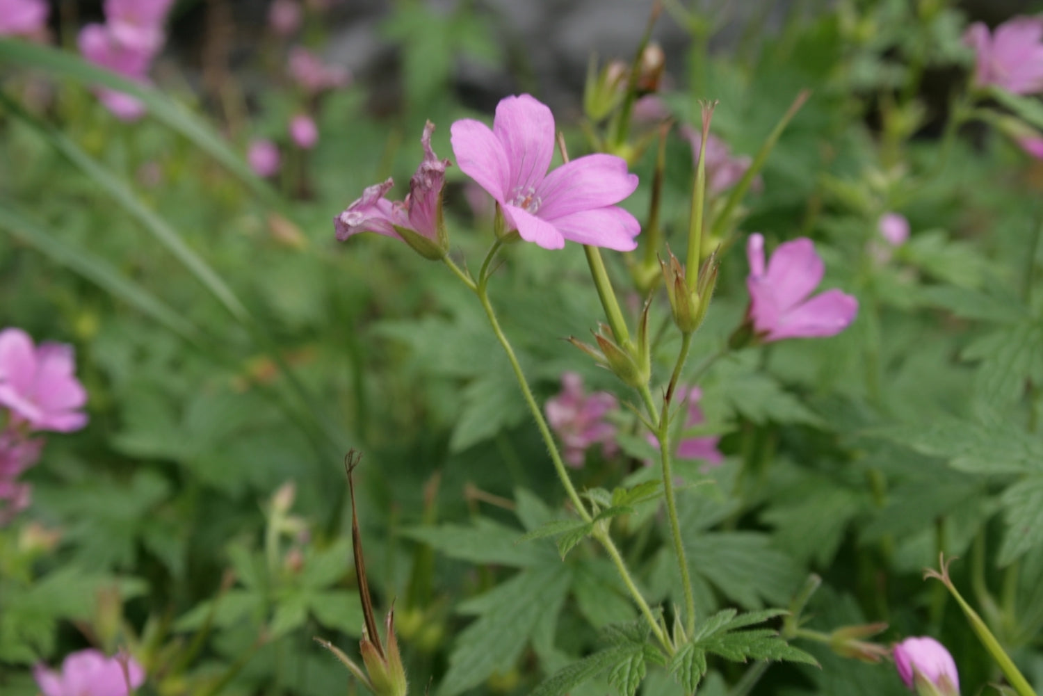 Geranium endressii – Ballyrobert Gardens