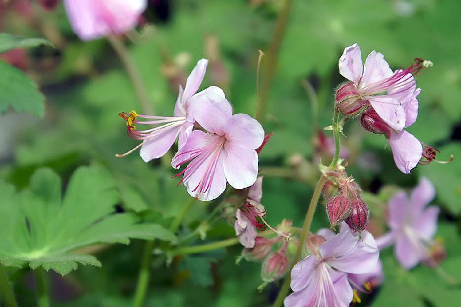 Geranium macrorrhizum 'Ingwersen's Variety' – Ballyrobert Gardens