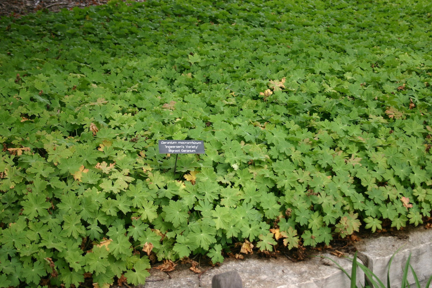 Geranium macrorrhizum 'Ingwersen's Variety' – Ballyrobert Gardens