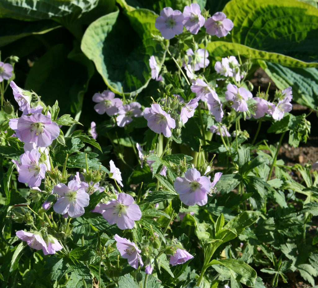 Geranium maculatum 'Beth Chatto' – Ballyrobert Gardens