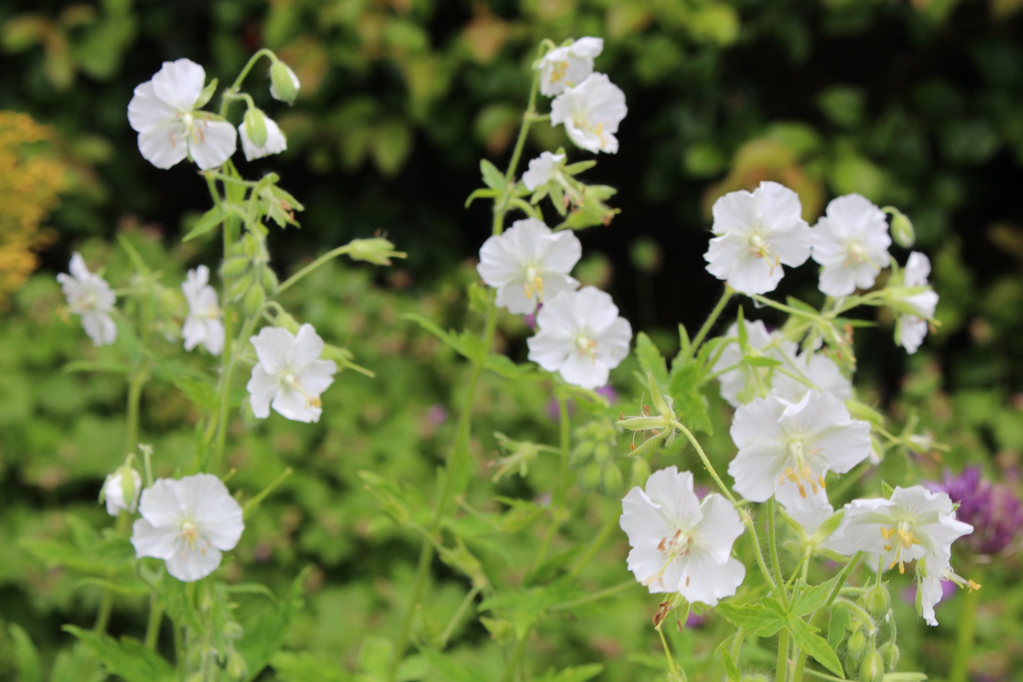 Geranium phaeum 'Album' – Ballyrobert Gardens
