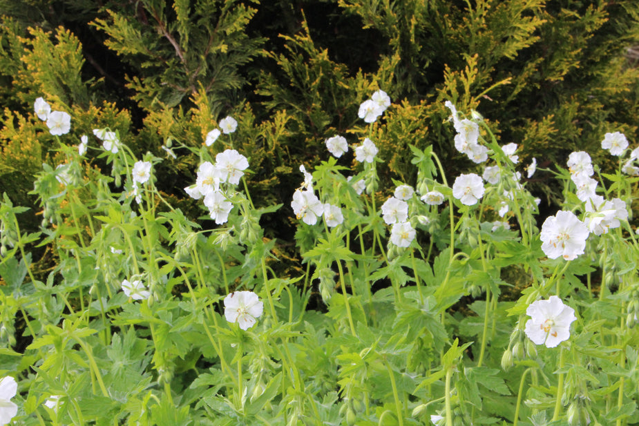Geranium phaeum 'Album' – Ballyrobert Gardens