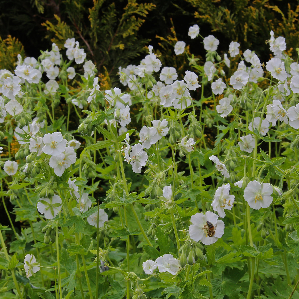 Geranium phaeum 'Album' – Ballyrobert Gardens