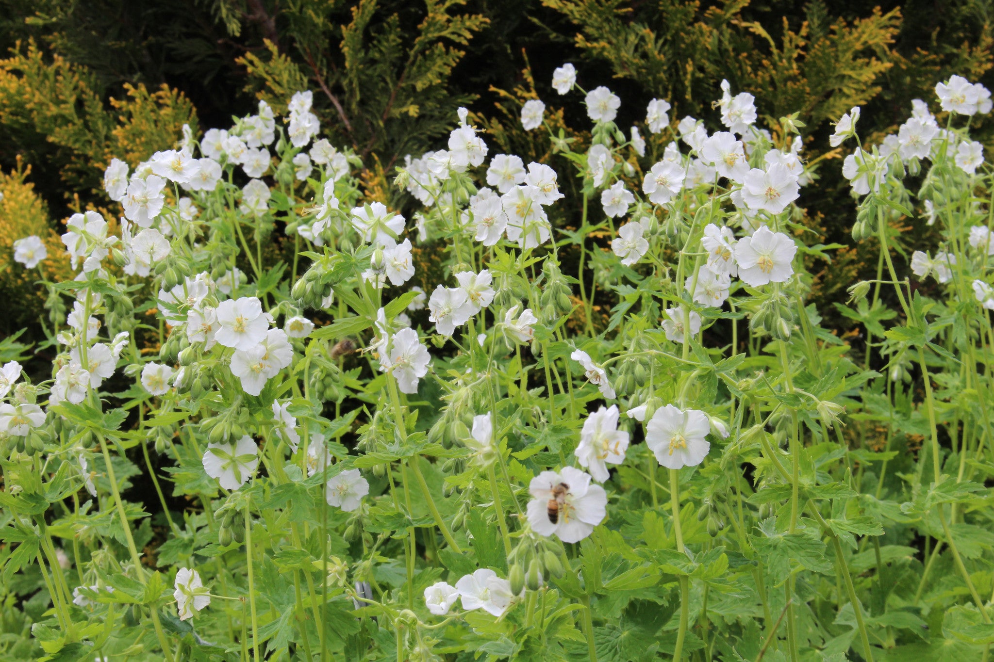 Geranium phaeum 'Album' – Ballyrobert Gardens