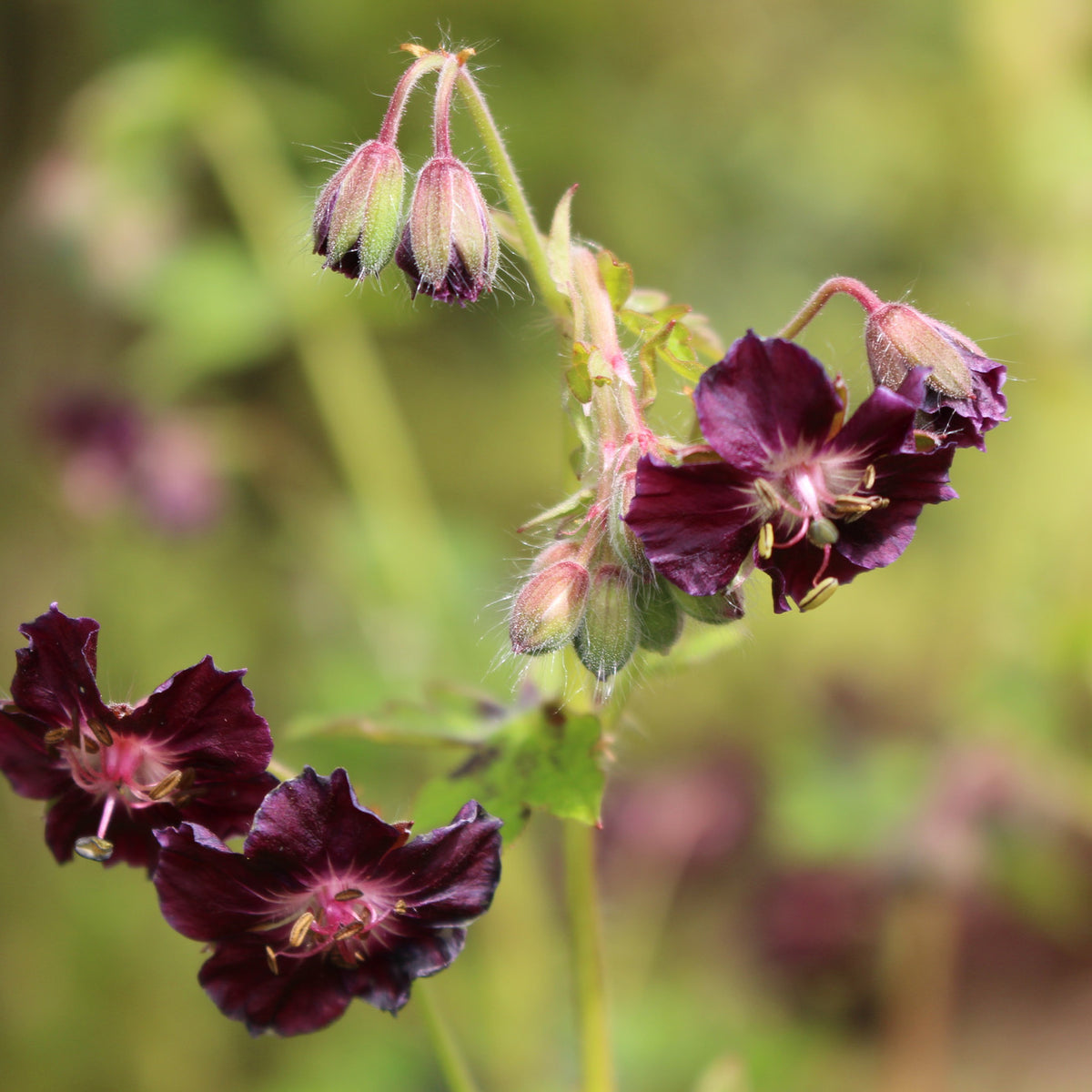 Geranium phaeum var. phaeum 'Samobor' – Ballyrobert Gardens