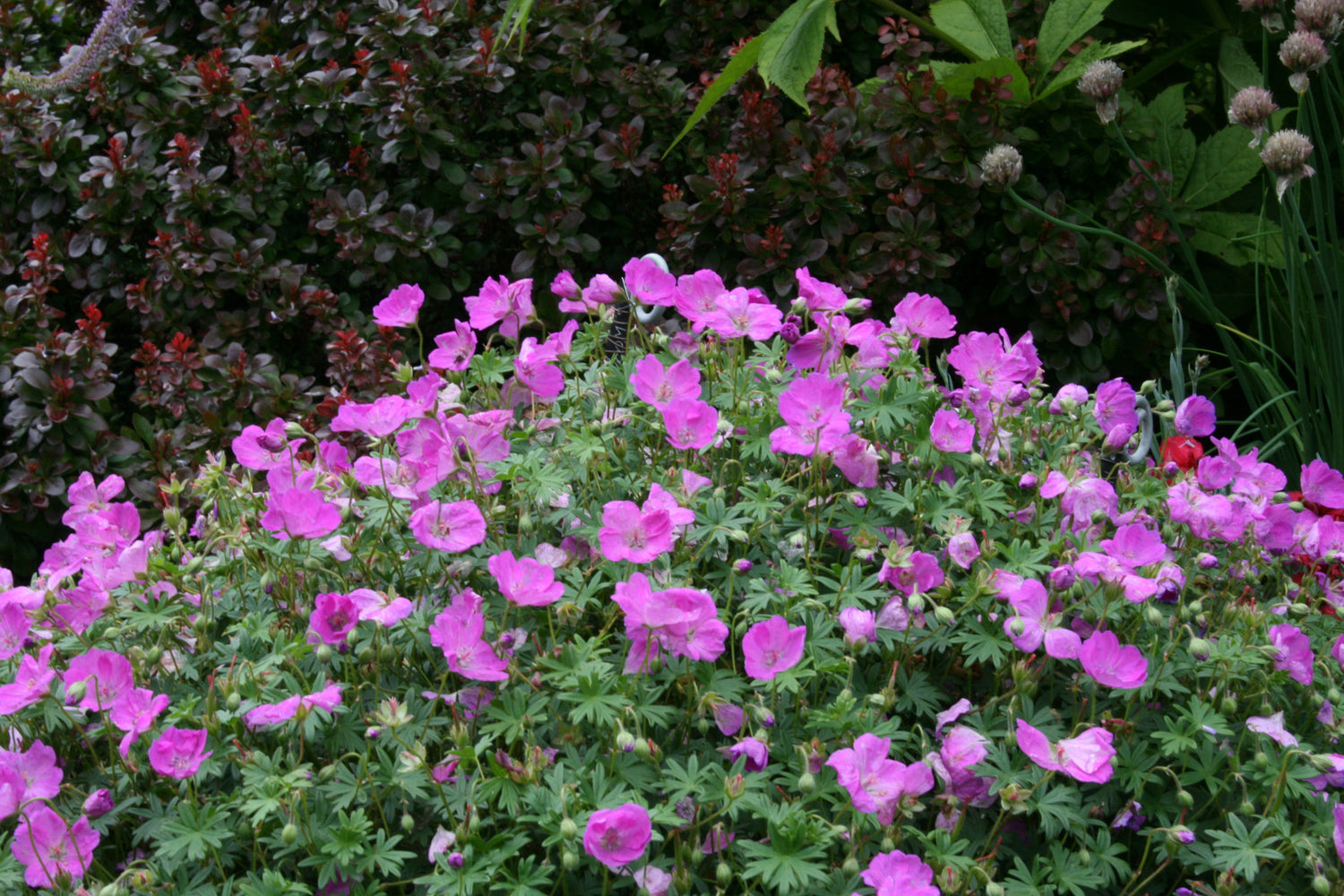 Geranium sanguineum ALAN BLOOM 'Bloger' – Ballyrobert Gardens