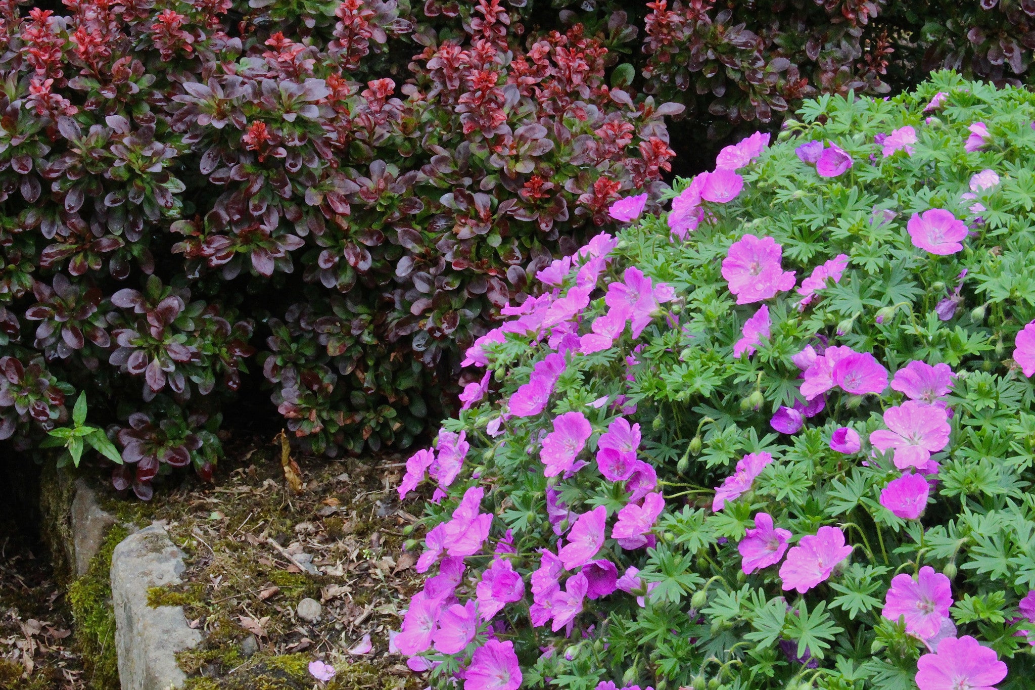 Geranium sanguineum ALAN BLOOM 'Bloger' – Ballyrobert Gardens