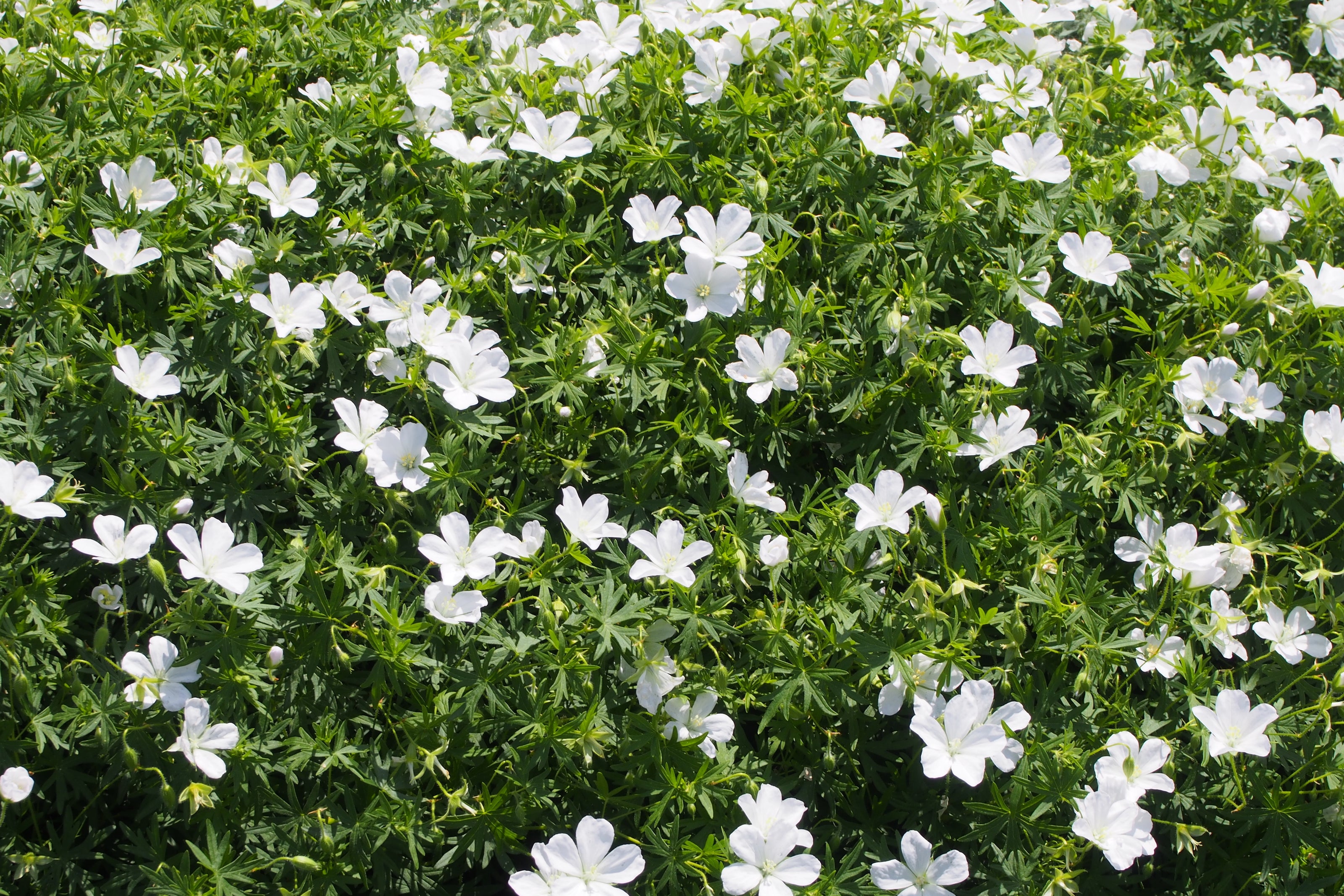 Geranium sanguineum 'Album' – Ballyrobert Gardens
