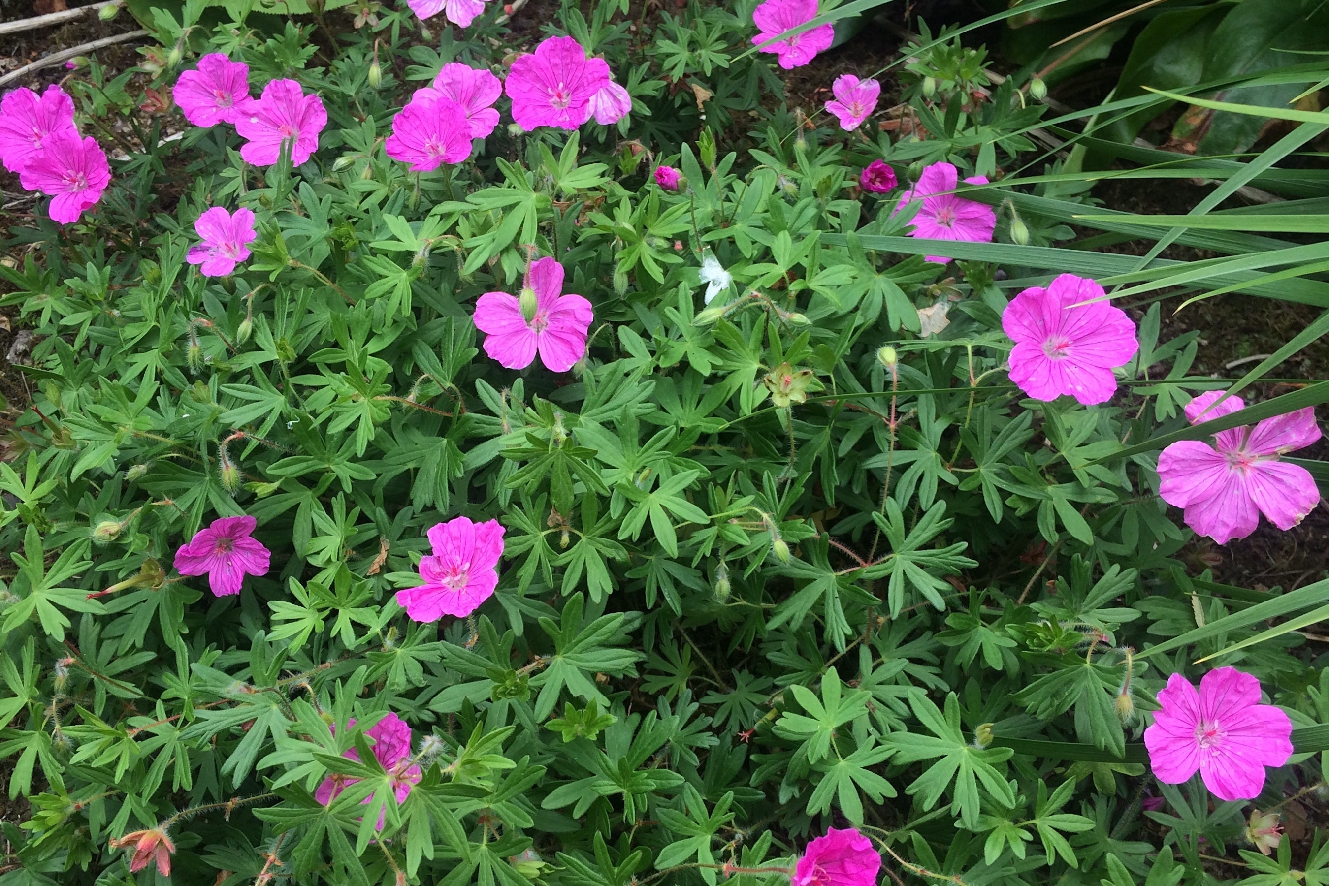 Geranium sanguineum 'Ankum's Pride' – Ballyrobert Gardens