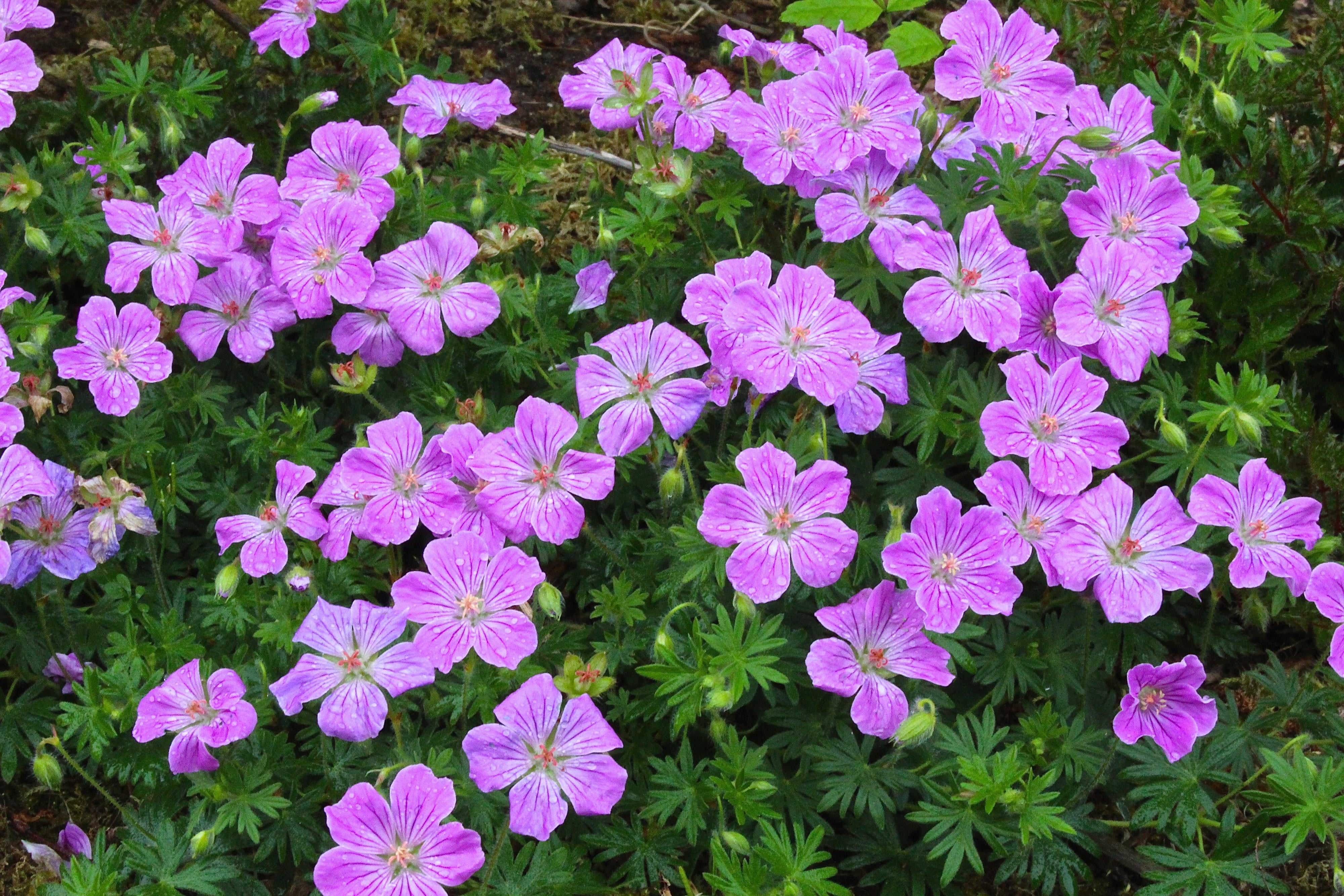 Geranium sanguineum 'Canon Miles' – Ballyrobert Gardens