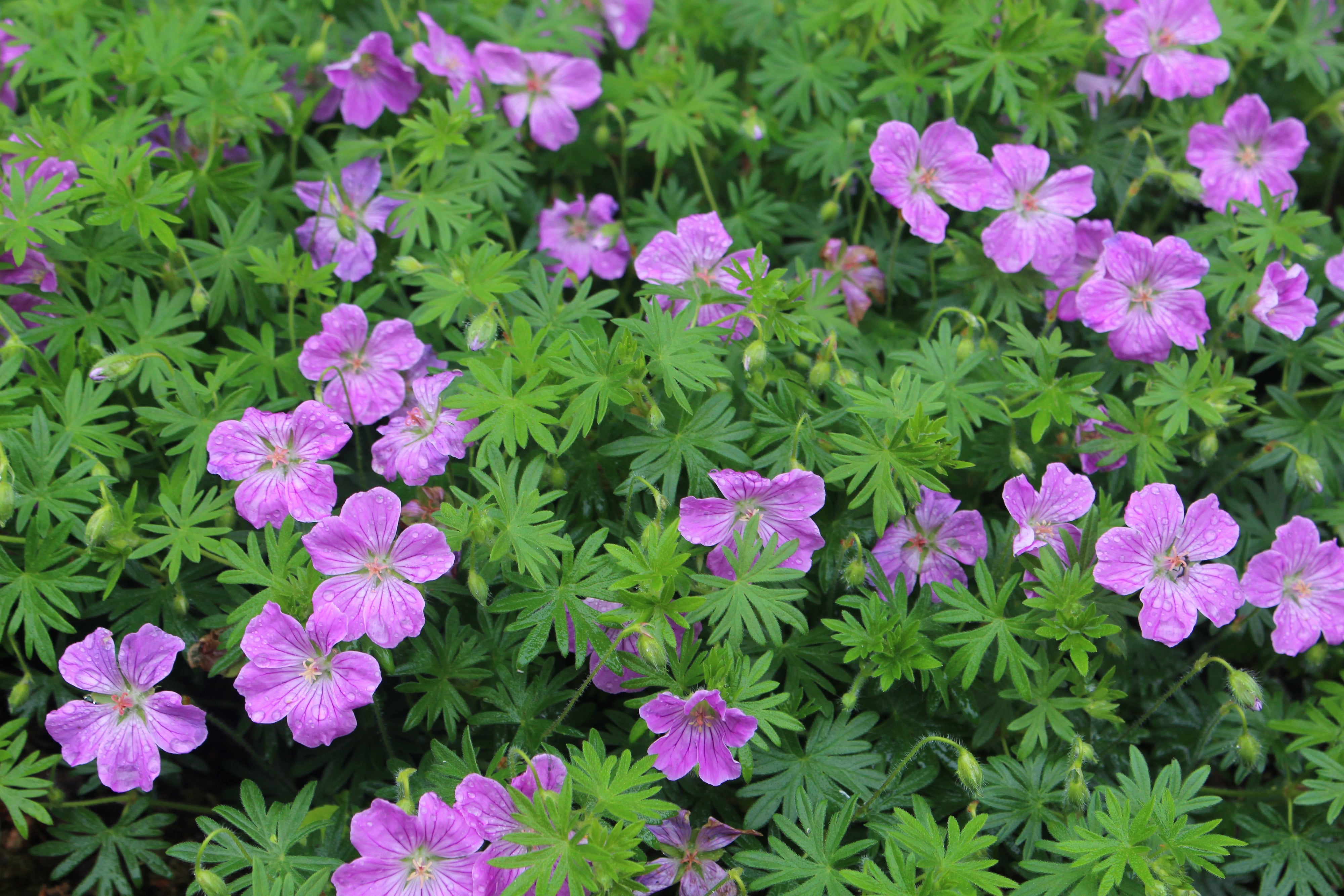 Geranium sanguineum 'Canon Miles' – Ballyrobert Gardens