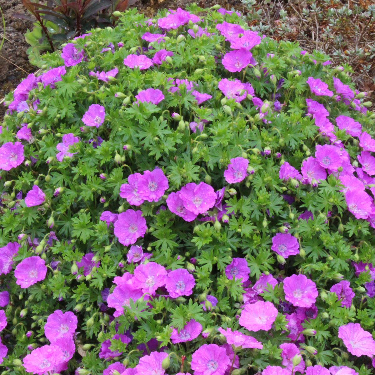 Geranium sanguineum 'Max Frei' – Ballyrobert Gardens