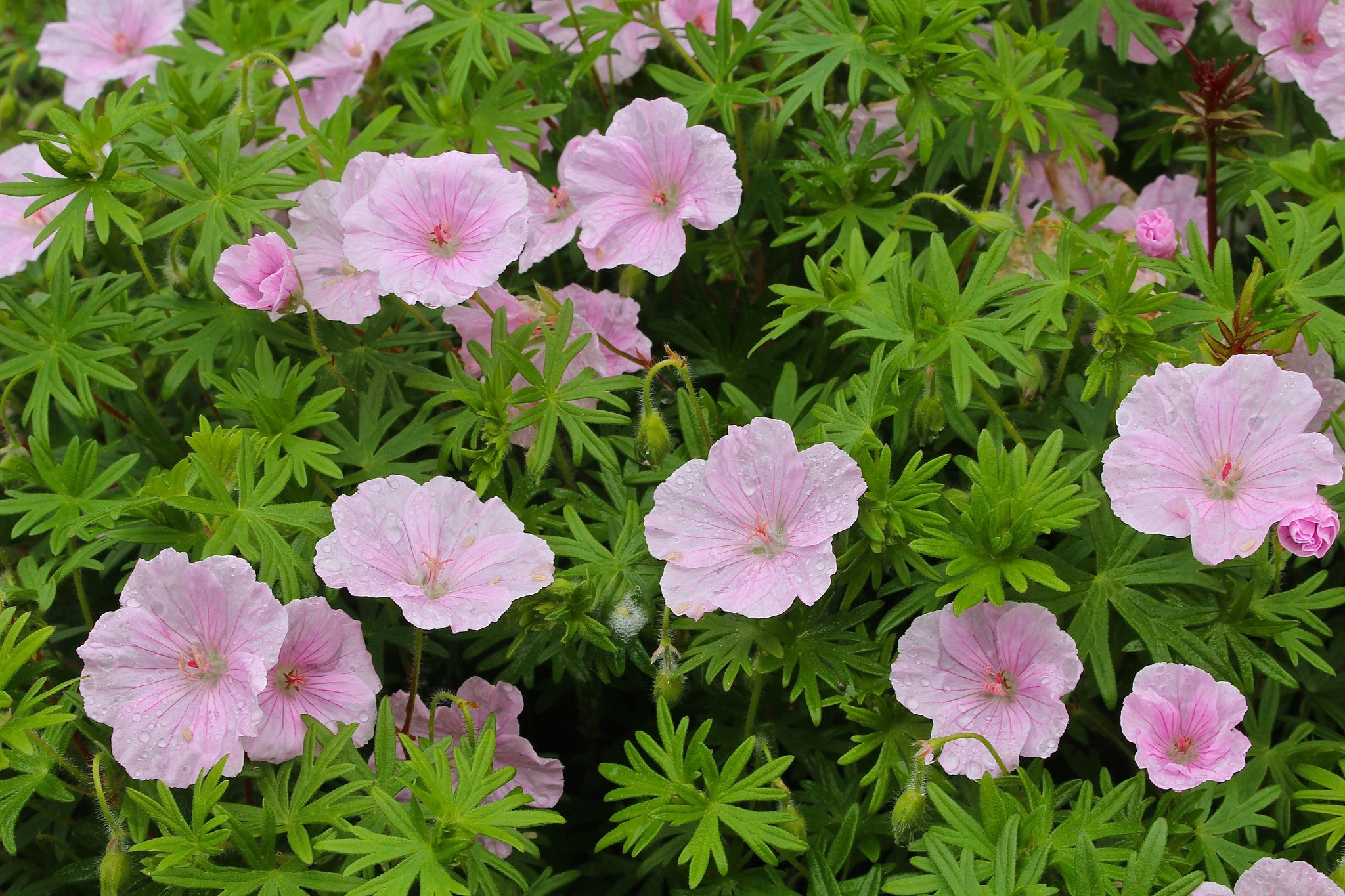 Geranium sanguineum var. striatum – Ballyrobert Gardens