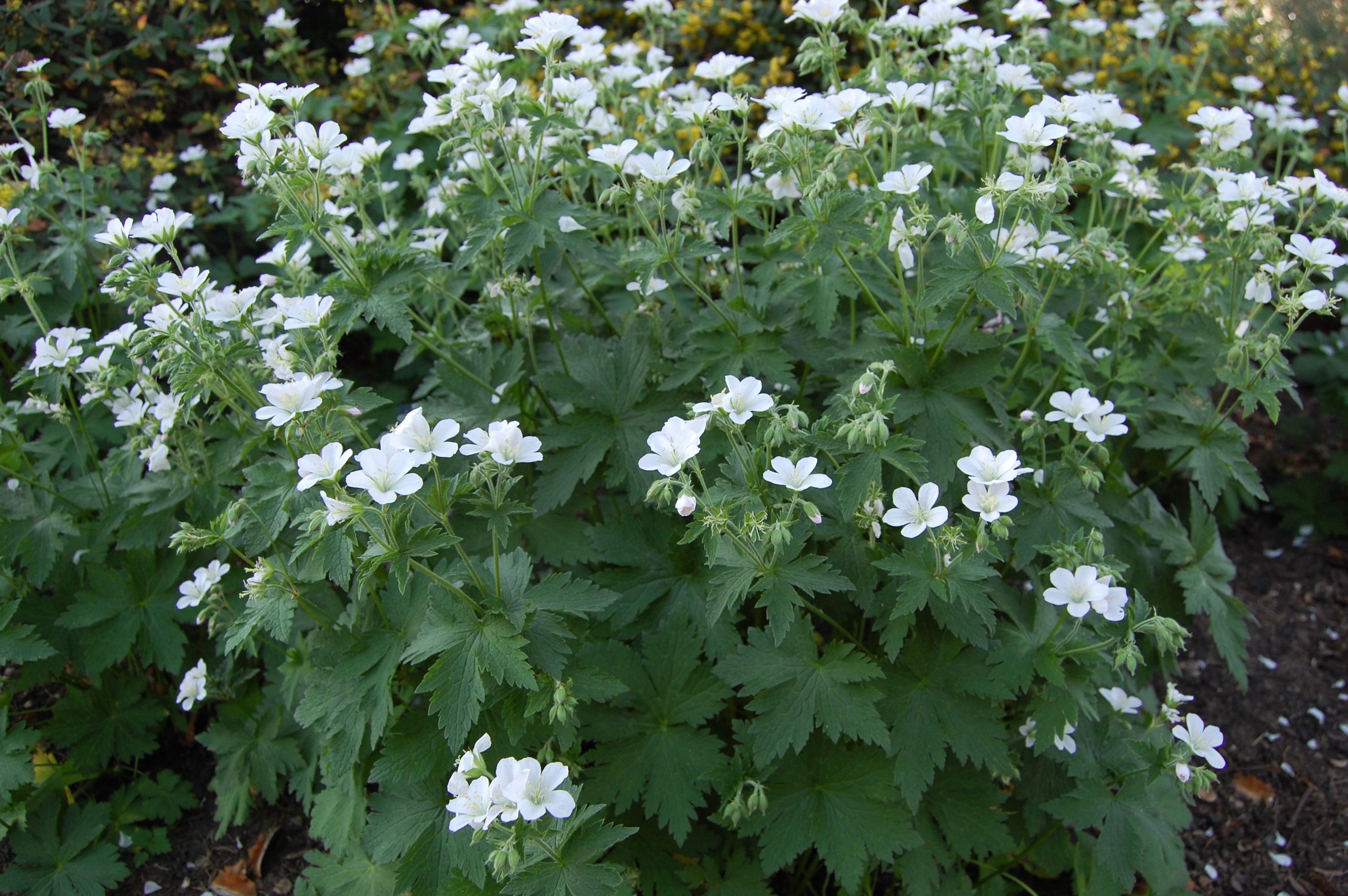 Geranium sylvaticum 'Album' – Ballyrobert Gardens