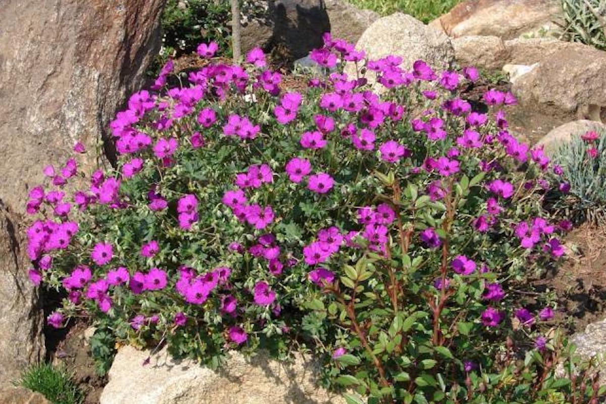 Geranium subcaulescens 'Giuseppii' – Ballyrobert Gardens