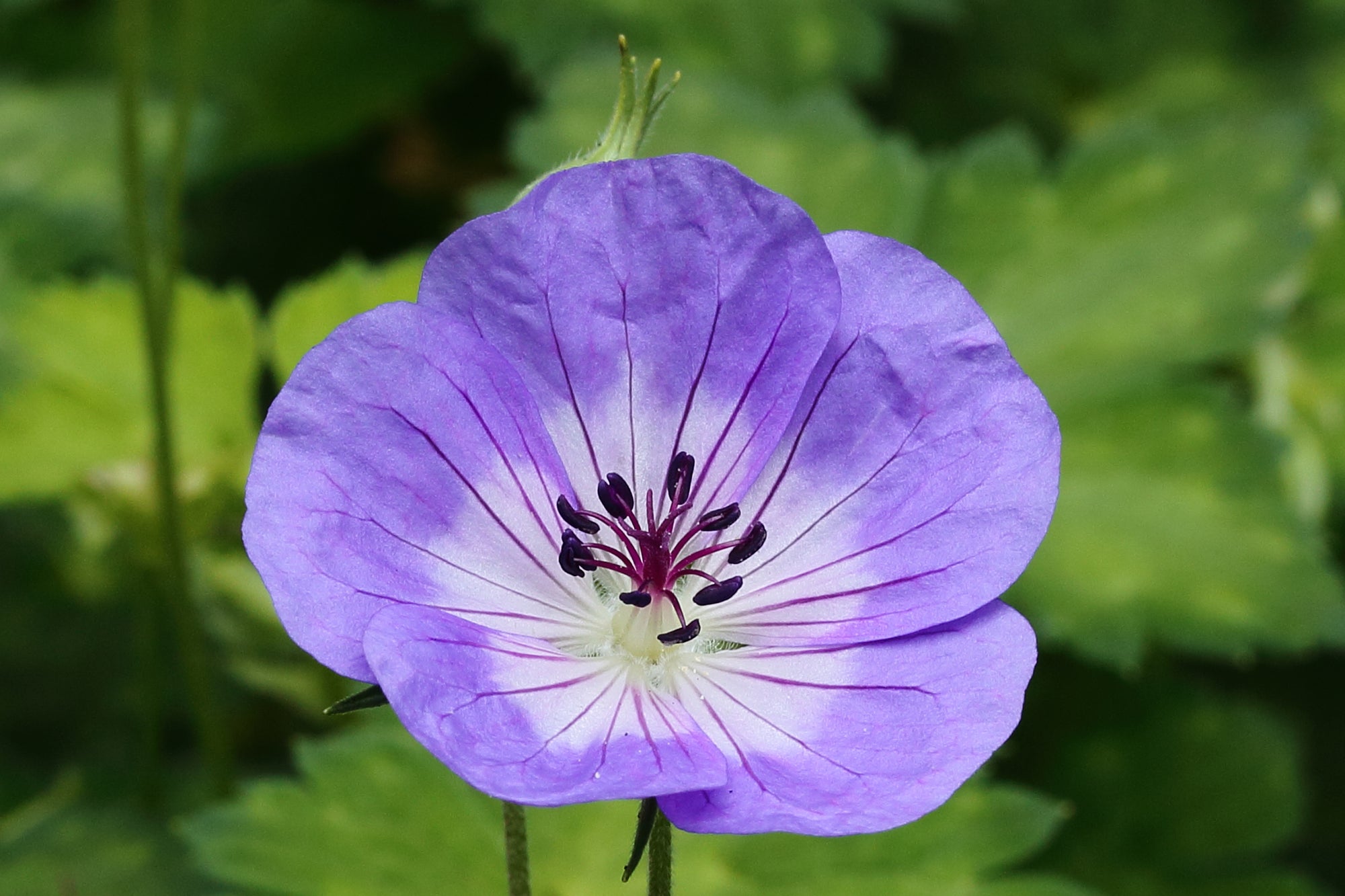 Geranium wallichianum 'Buxton's Variety' – Ballyrobert Gardens