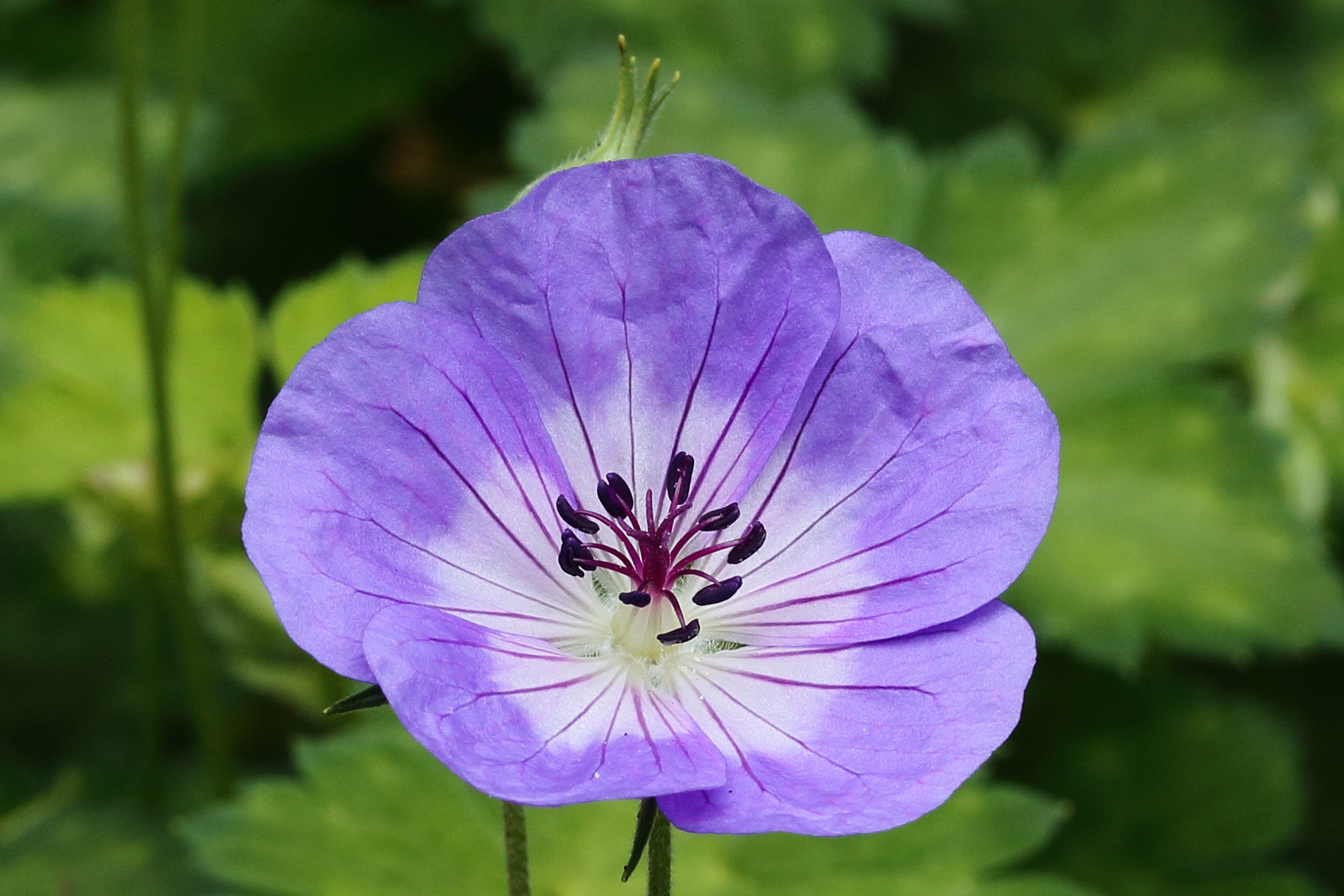 Geranium wallichianum 'Buxton's Variety' – Ballyrobert Gardens