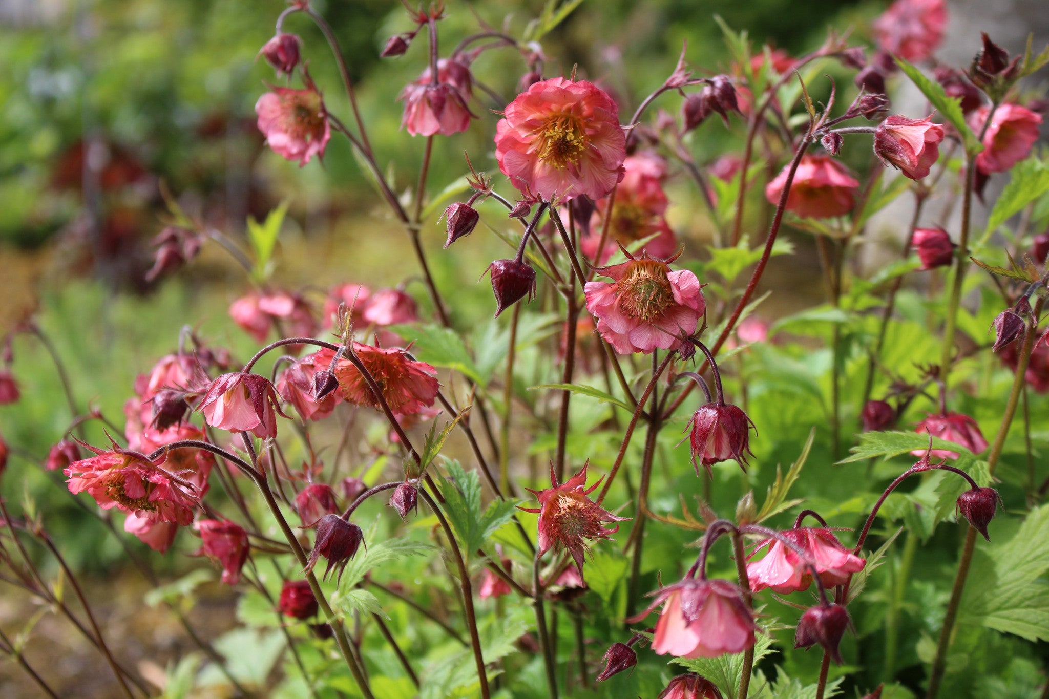 Geum 'Bell Bank' – Ballyrobert Gardens