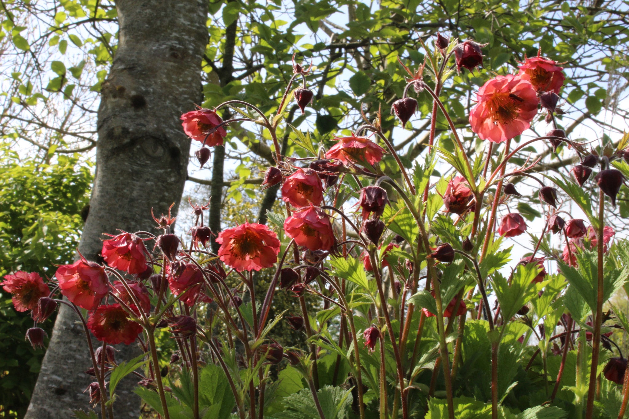 Geum 'Bell Bank' – Ballyrobert Gardens