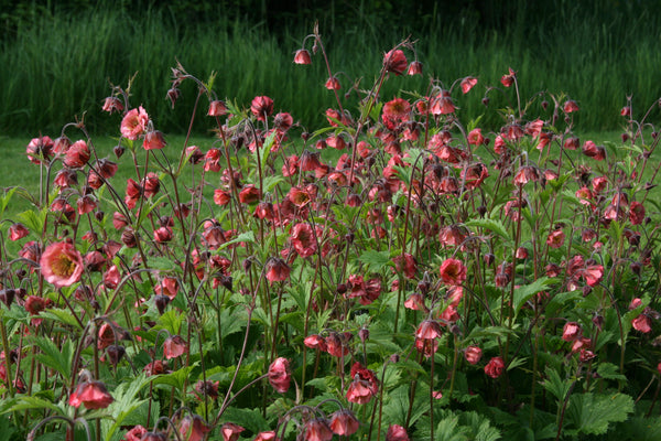 Geum 'Bell Bank' – Ballyrobert Gardens