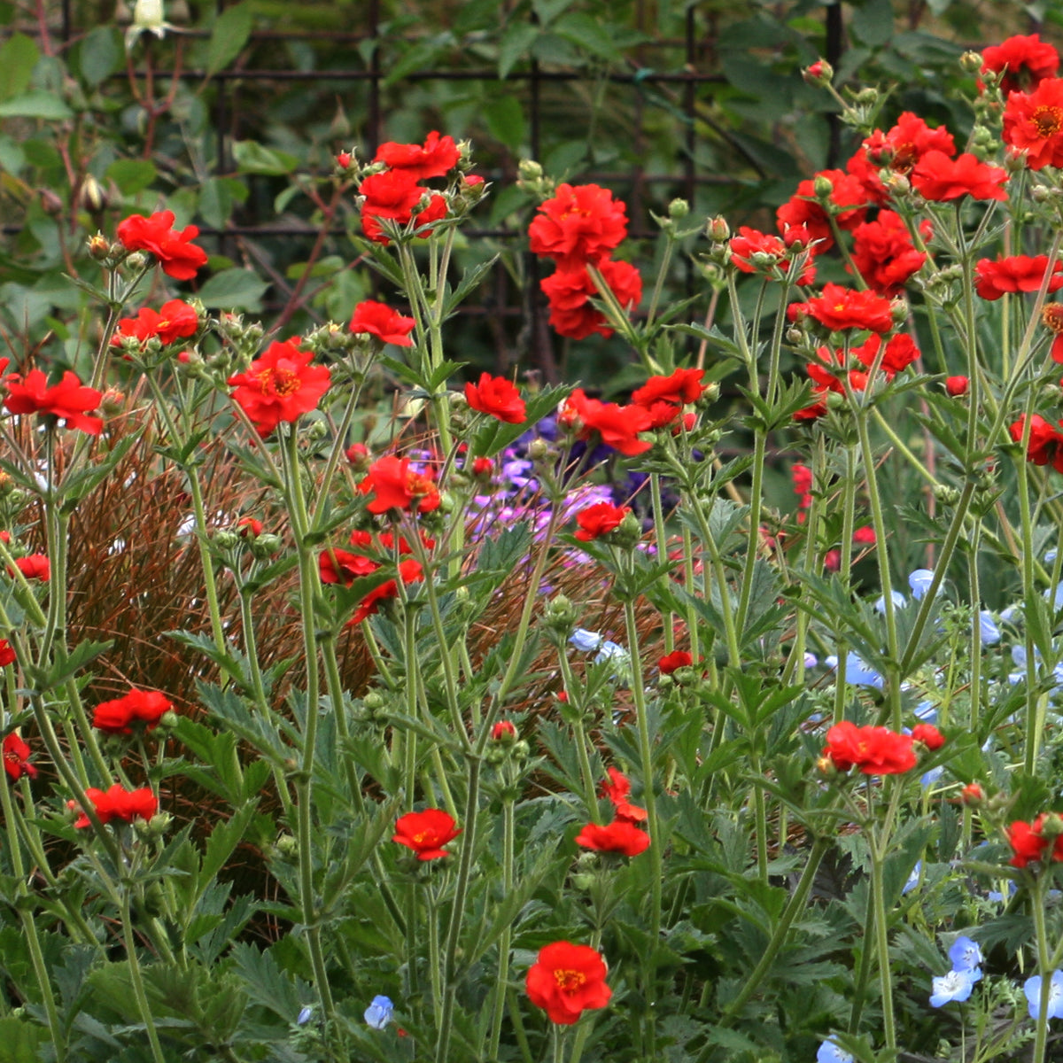 Geum 'Blazing Sunset' (d) – Ballyrobert Gardens