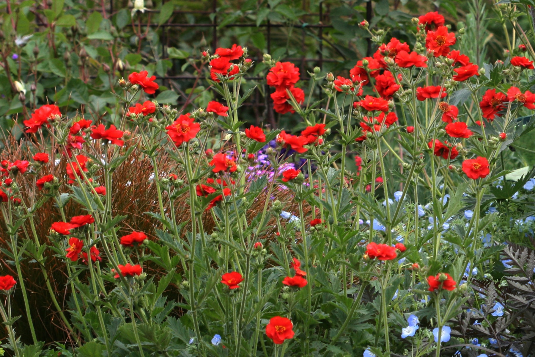 Geum 'Blazing Sunset' (d) – Ballyrobert Gardens