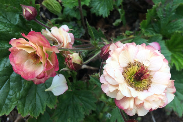 Geum 'Cosmopolitan' (Cocktails Series) – Ballyrobert Gardens