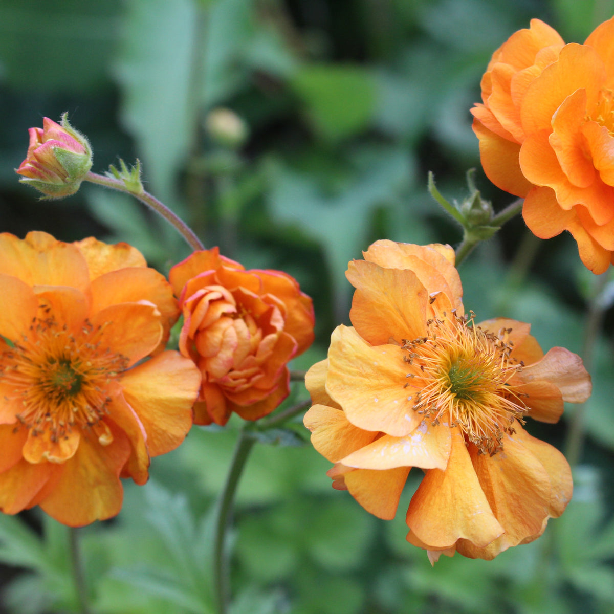 Geum 'Fire Storm' – Ballyrobert Gardens