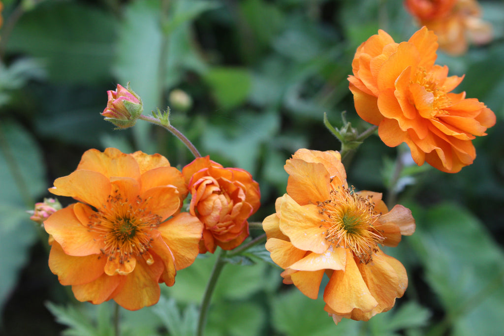 Geum 'Fire Storm' – Ballyrobert Gardens