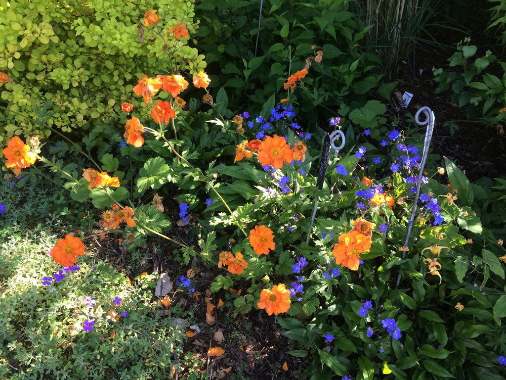Geum 'Fire Storm' – Ballyrobert Gardens