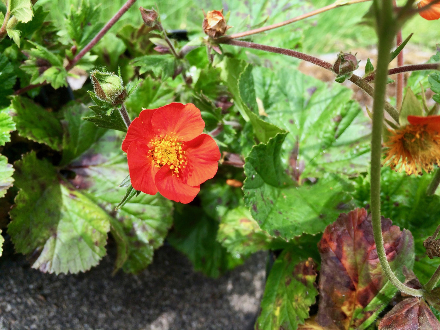 Geum coccineum 'Koi' – Ballyrobert Gardens