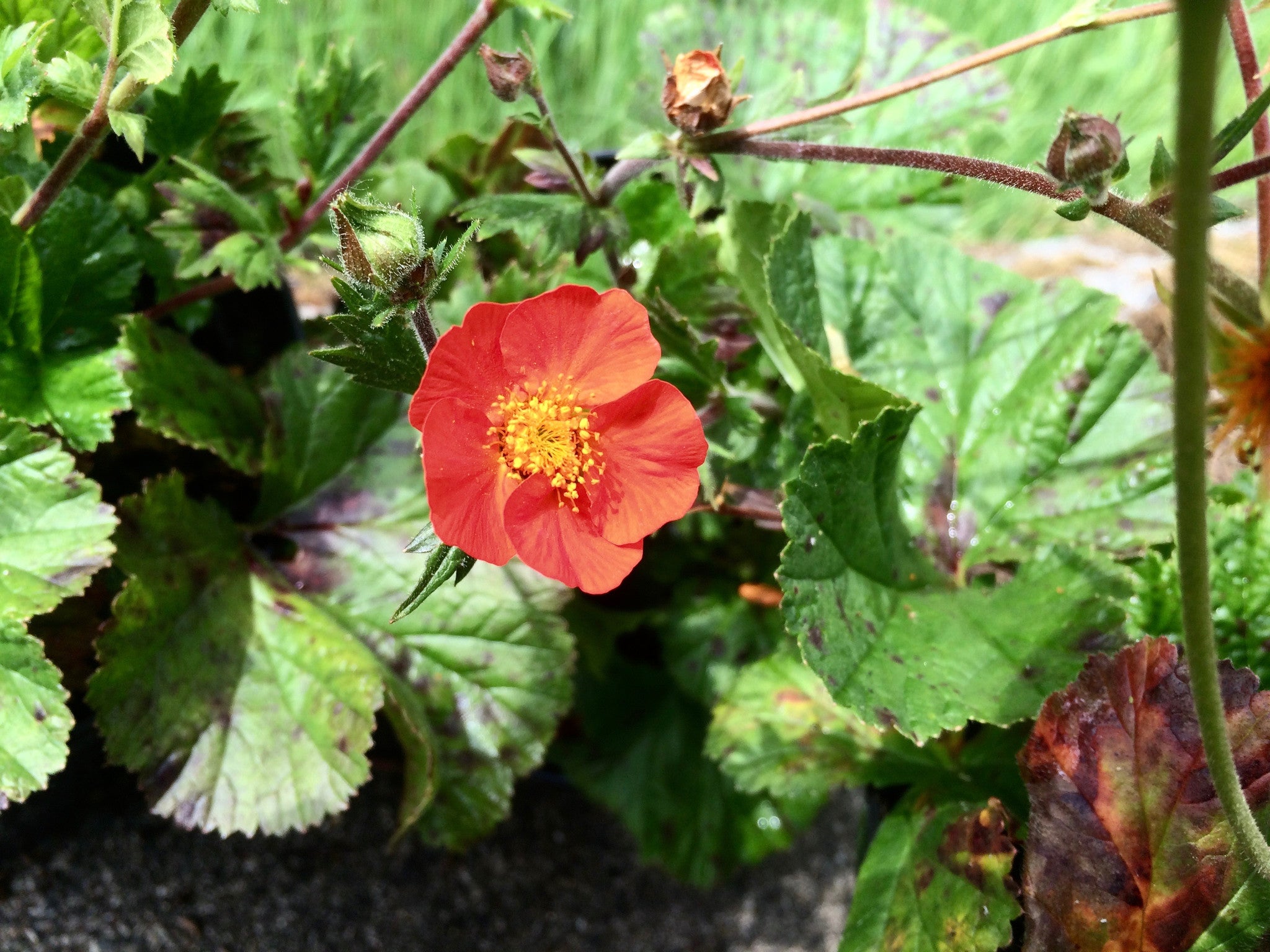 Geum coccineum 'Koi' – Ballyrobert Gardens