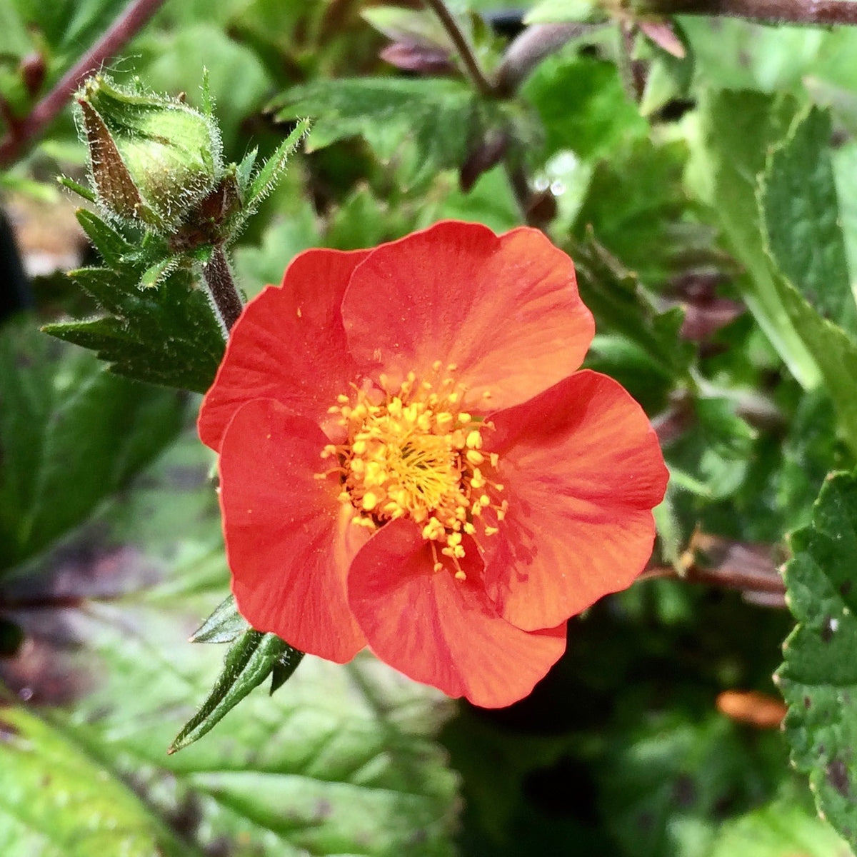 Geum coccineum 'Koi' – Ballyrobert Gardens