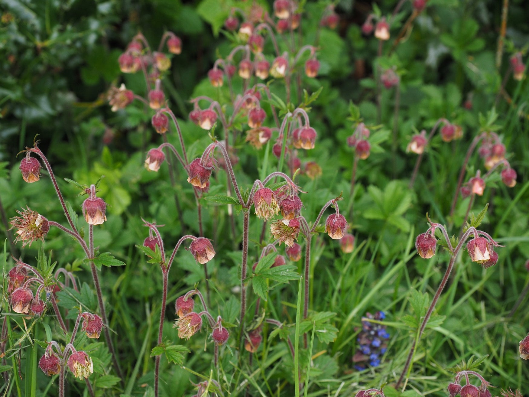 Geum rivale – Ballyrobert Gardens