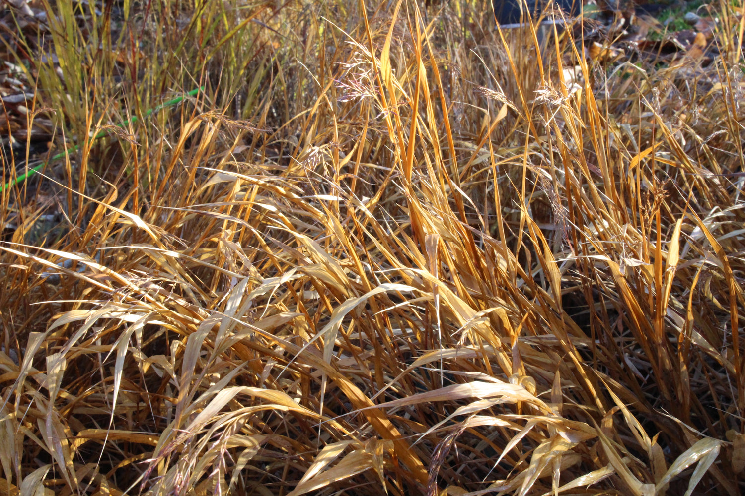 Plants beginning with H – Ballyrobert Gardens