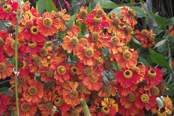 Helenium 'Baudirektor Linne' – Ballyrobert Gardens