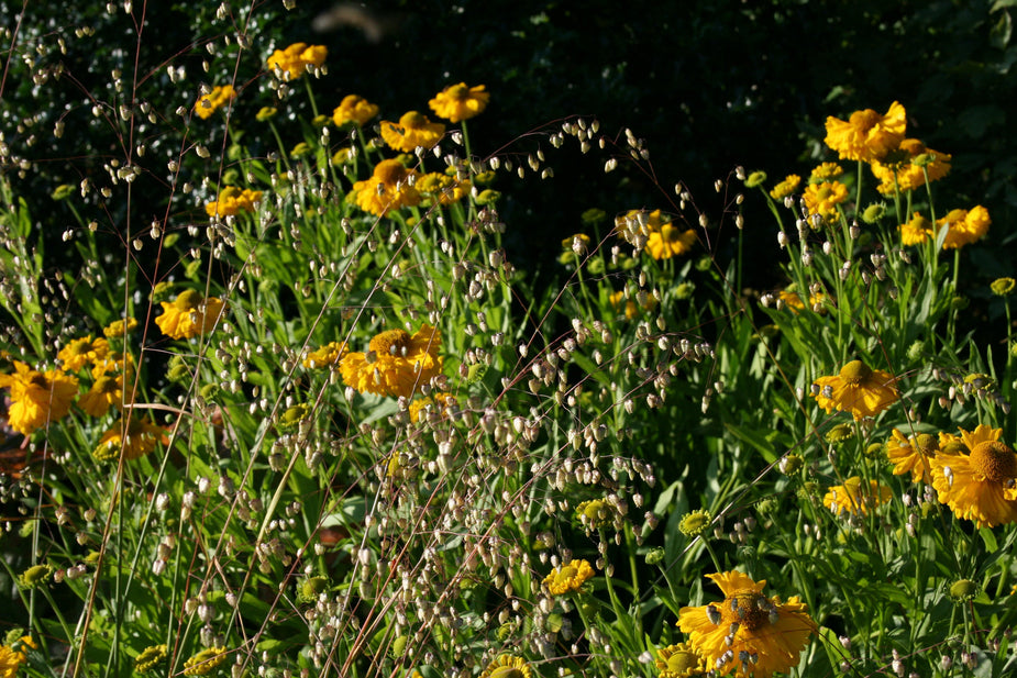 Helenium 'Butterpat' – Ballyrobert Gardens