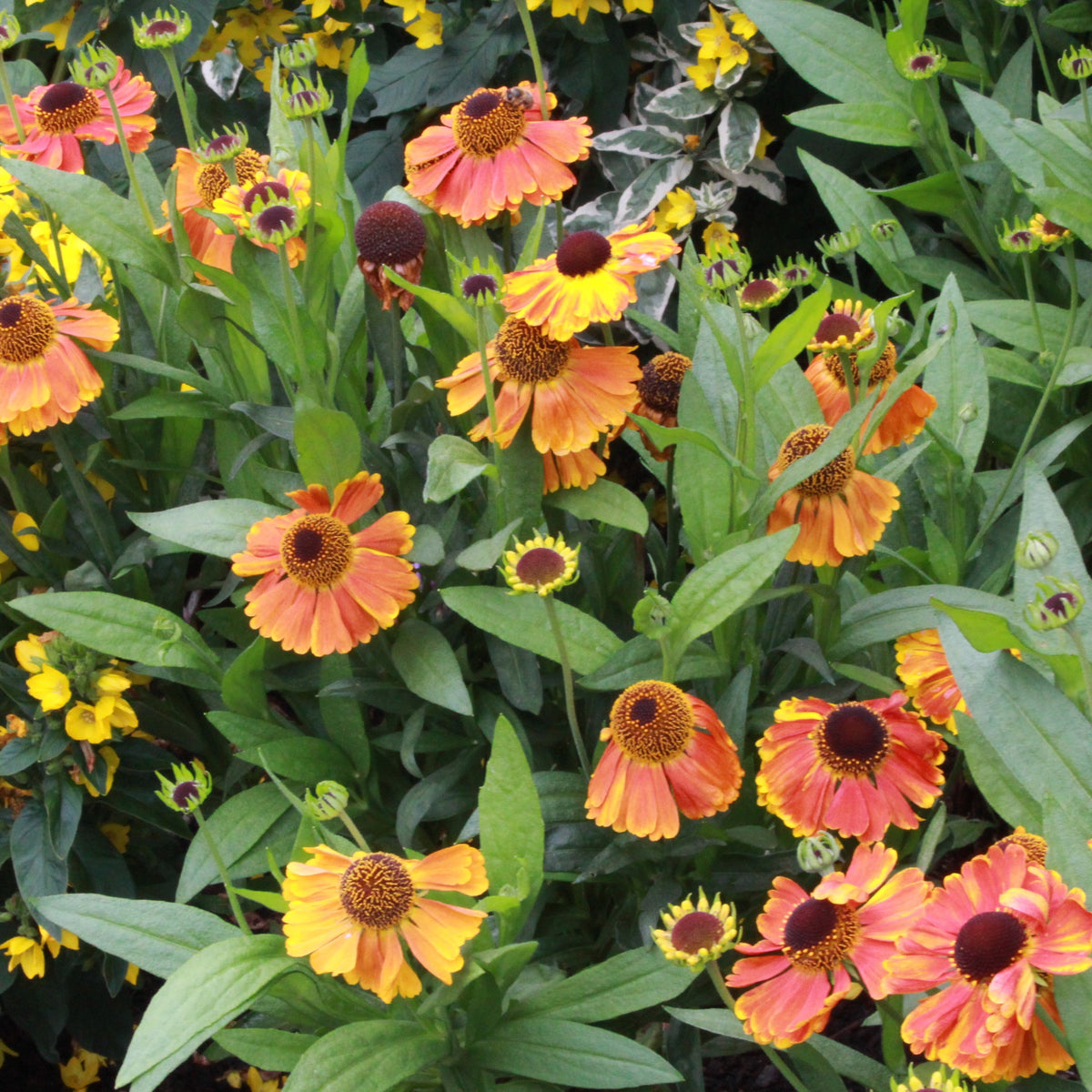 Helenium Mardi Gras = 'Helbro' – Ballyrobert Gardens
