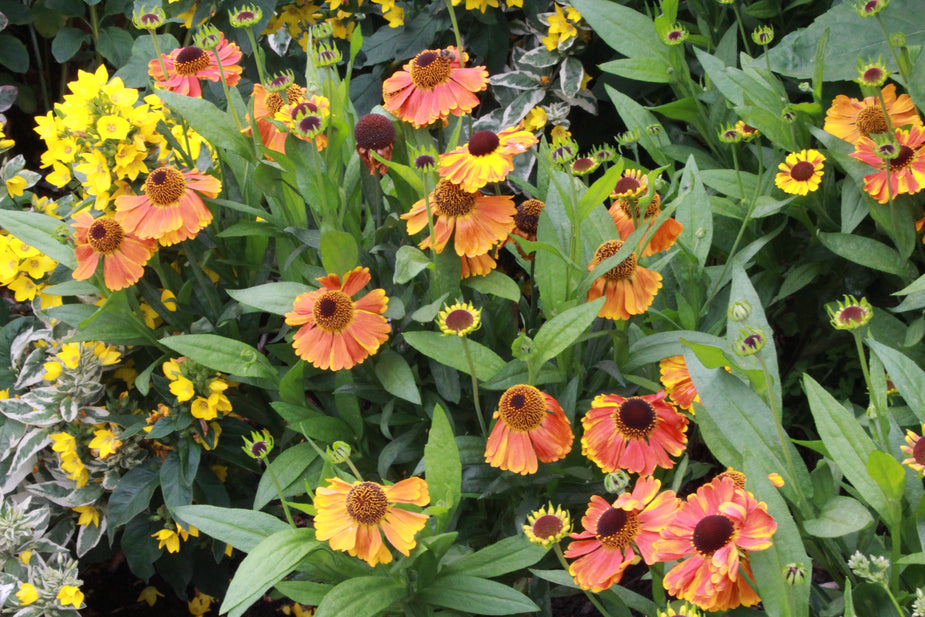 Helenium Mardi Gras = 'Helbro' – Ballyrobert Gardens