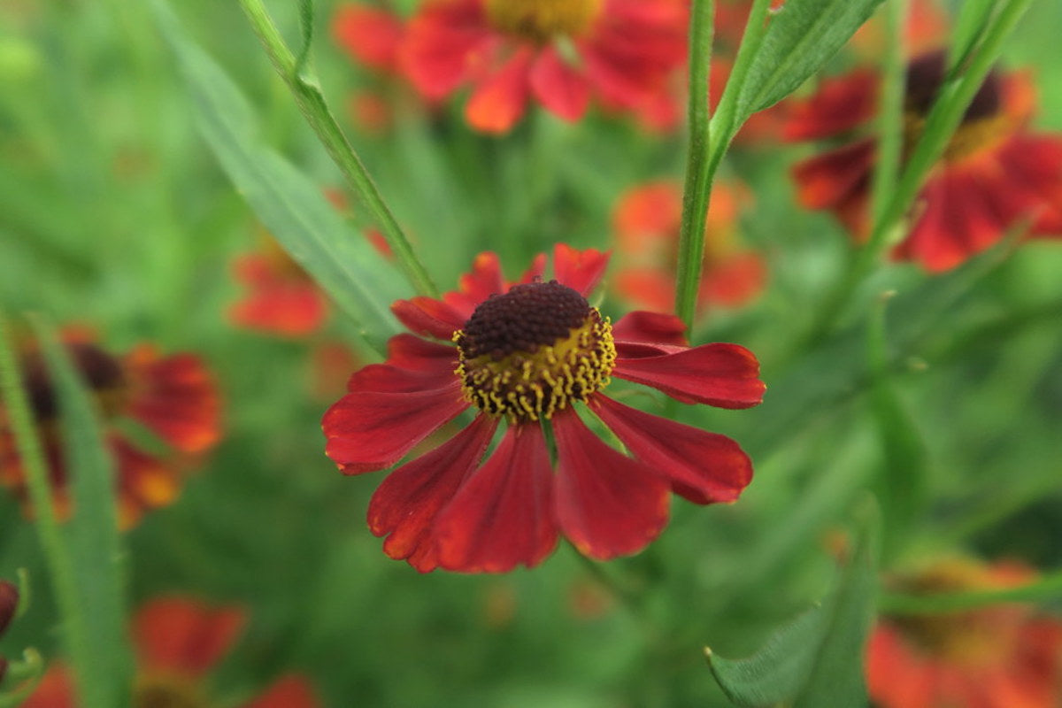 Helenium 'Rubinzwerg' – Ballyrobert Gardens