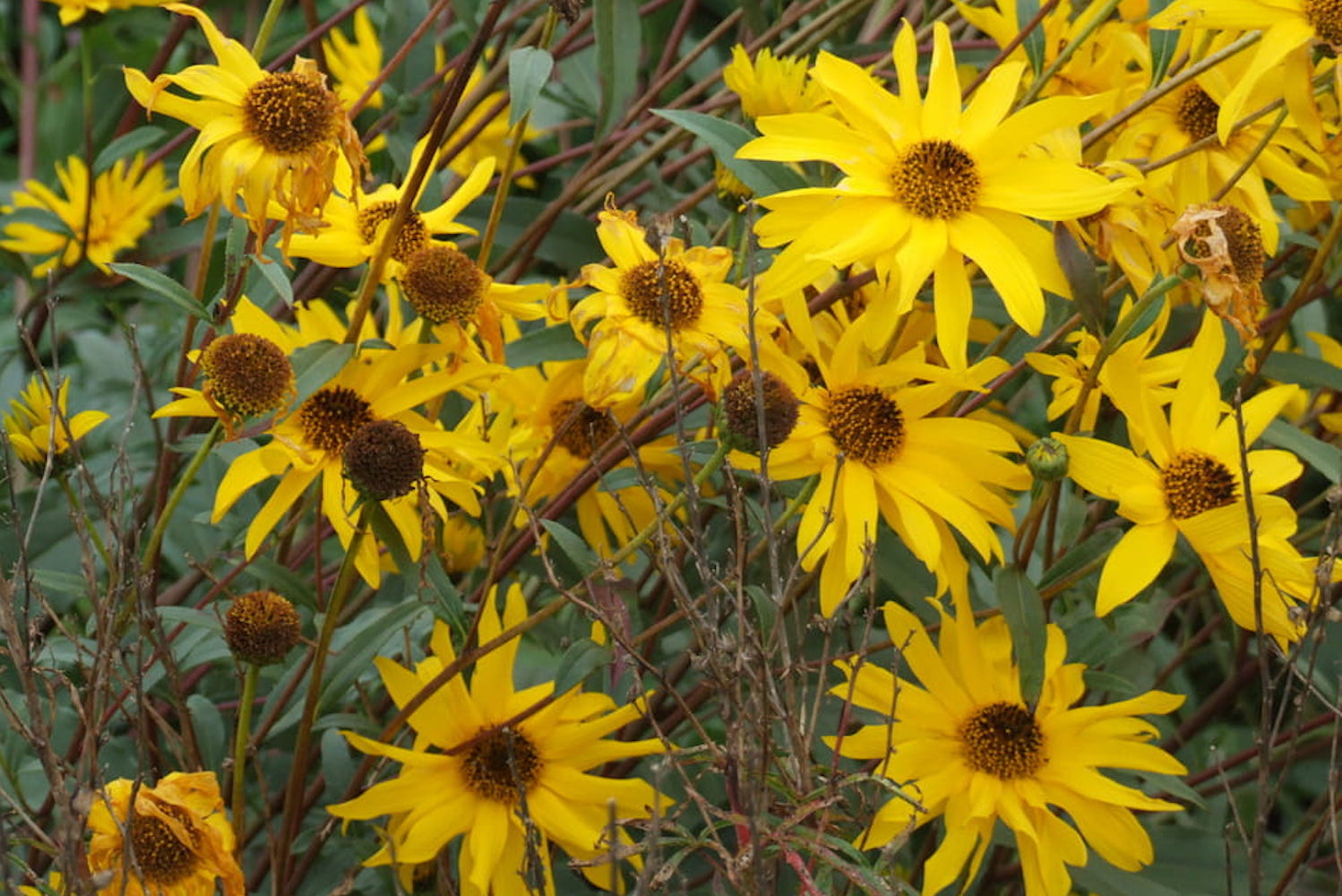 Helianthus 'Gullick's Variety' – Ballyrobert Gardens