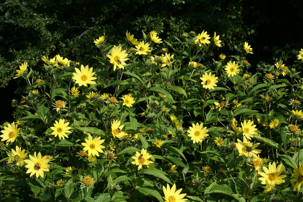 Helianthus 'Lemon Queen' – Ballyrobert Gardens